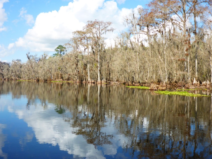 Searching for—and Finally Finding—Cannon Springs – Florida Waterscapes